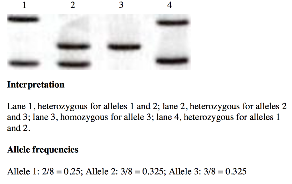 Solved 2 4 Interpretation Lane 1, heterozygous for alleles 1 | Chegg.com
