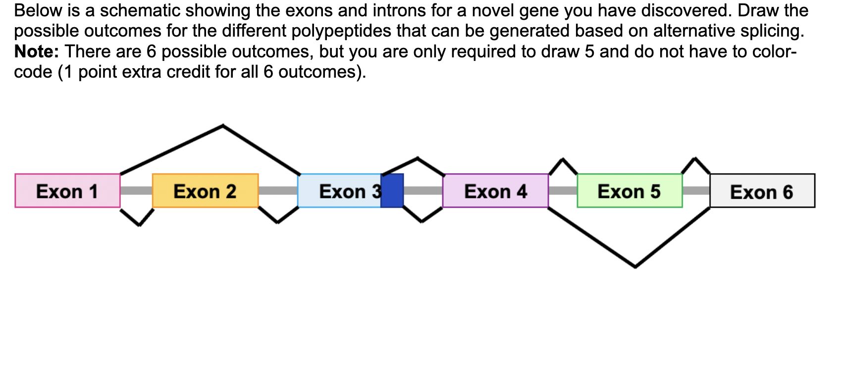Solved Below is a schematic showing the exons and introns | Chegg.com
