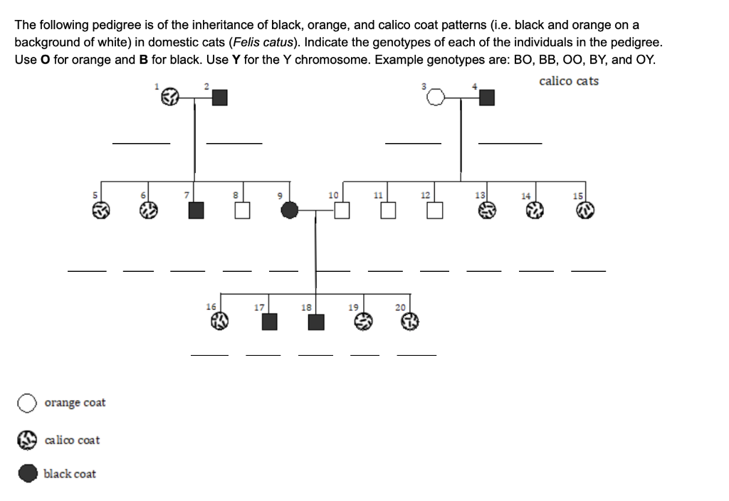 Solved The following pedigree is of the inheritance of | Chegg.com