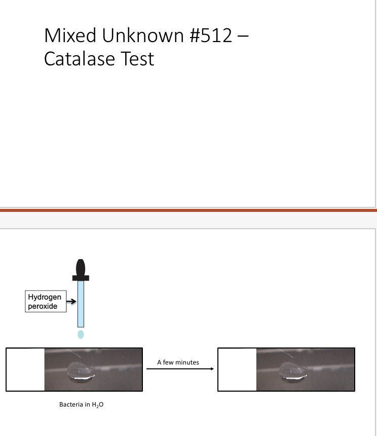 Solved Mixed Unknown Identification Form Unknown 'Patient | Chegg.com