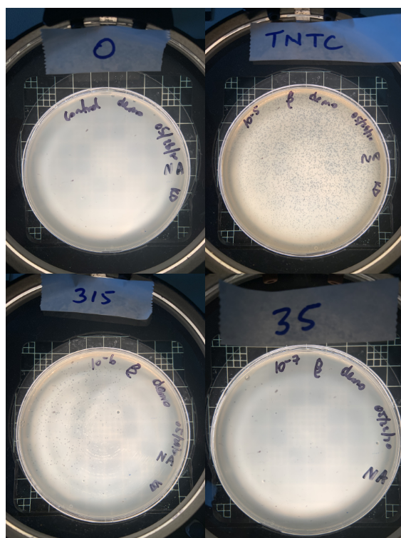 Solved The above plaque assay results were produced from the | Chegg.com