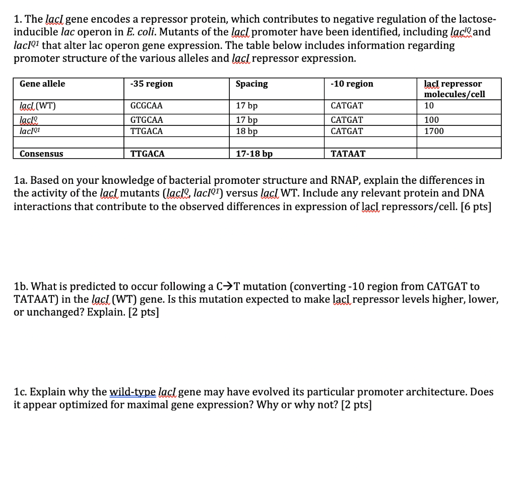 1. The lacl gene encodes a repressor protein, which | Chegg.com