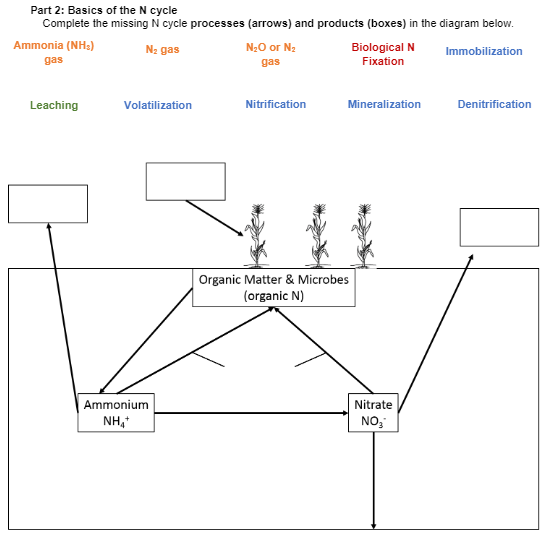 Solved Part 2: Basics of the N cycle Complete the missing N | Chegg.com