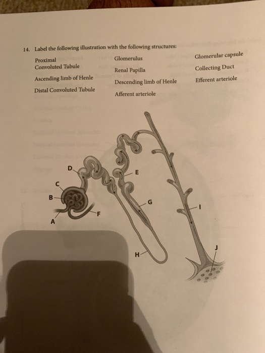 Solved Label the following illustration with the following | Chegg.com