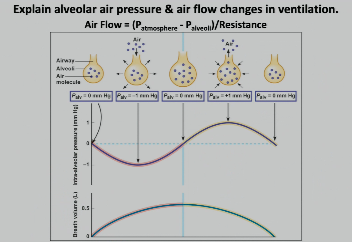 Solved Explain alveolar air pressure & air flow changes in | Chegg.com