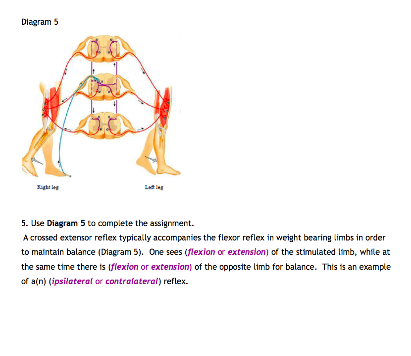Solved Diagram 5 Right leg 5. Use Diagram 5 to complete the | Chegg.com