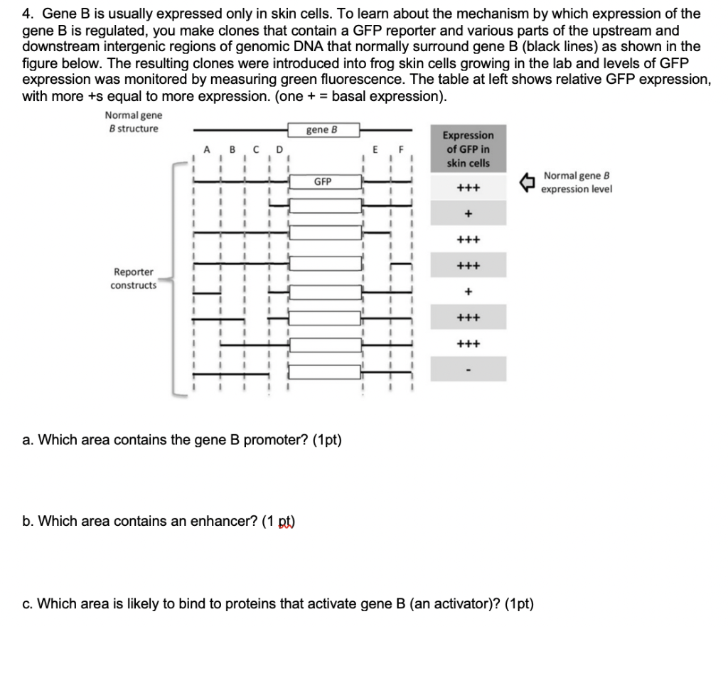 Solved 4. Gene B is usually expressed only in skin cells. To | Chegg.com