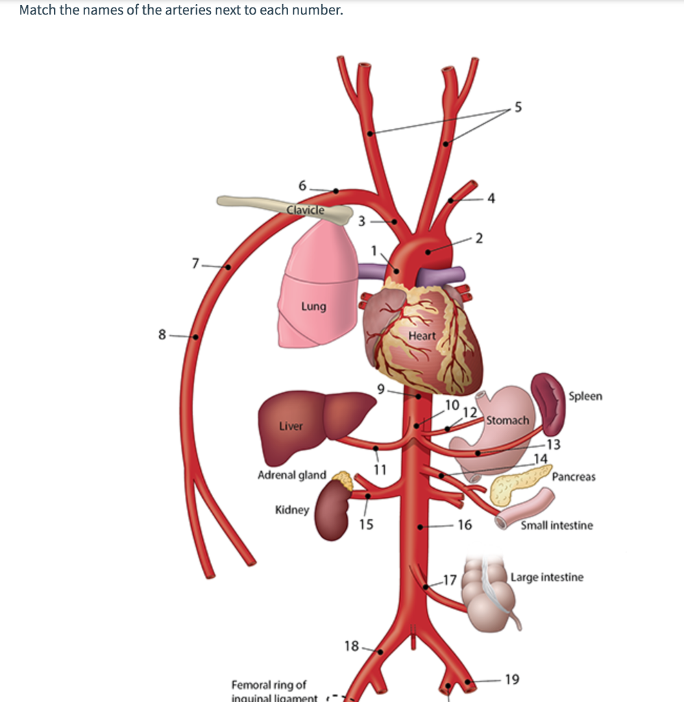 Solved Match the names of the arteries next to each number. | Chegg.com