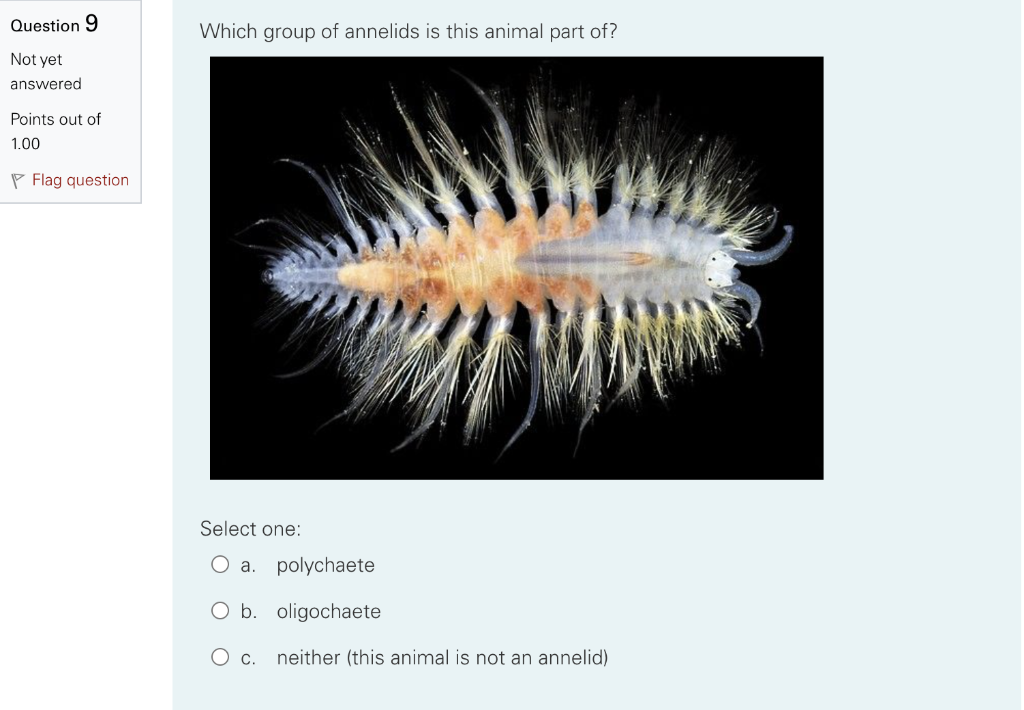 Solved Which group of annelids is this animal part of? | Chegg.com