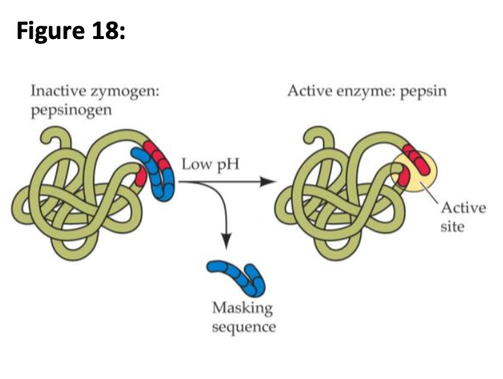 Solved Figure 18: Active enzyme: pepsin Inactive zymogen: | Chegg.com