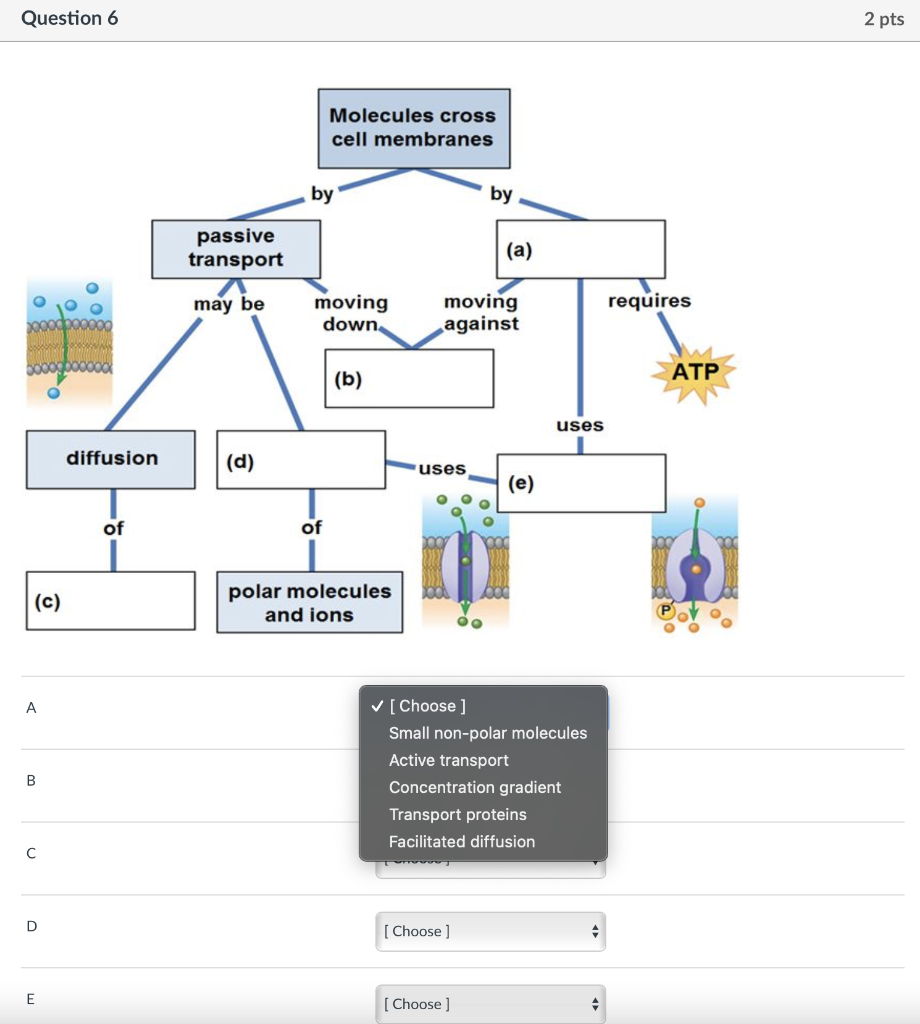 Solved Question 6 2 pts Molecules cross cell membranes by by | Chegg.com