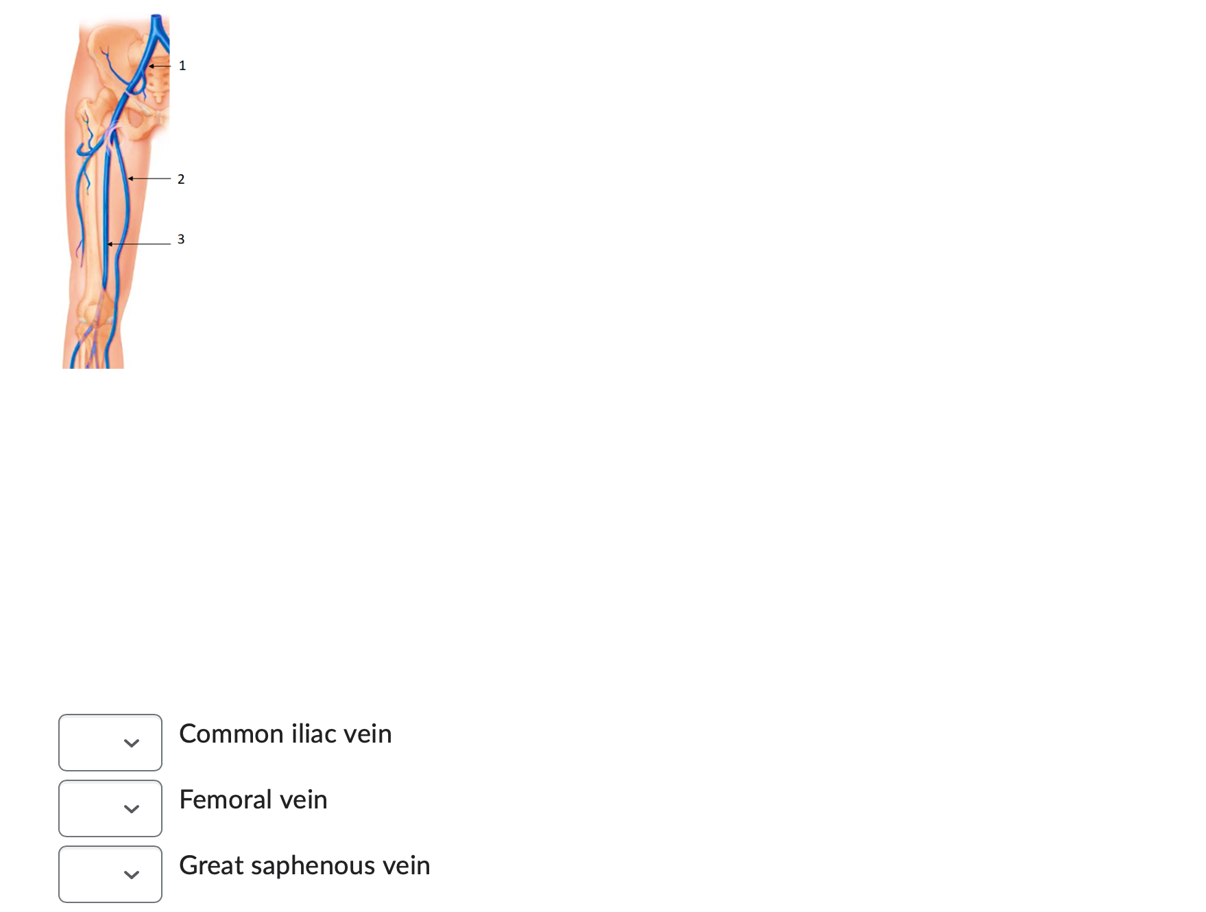 Solved Common iliac vein Femoral vein Great saphenous vein | Chegg.com