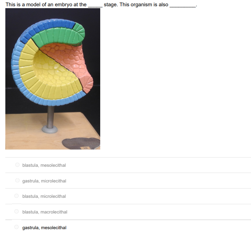 Solved This is a model of an embryo at the stage. This | Chegg.com
