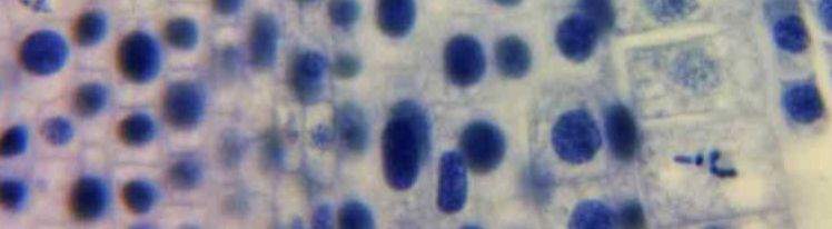 Solved 1. How many cellular structures did you observe when | Chegg.com