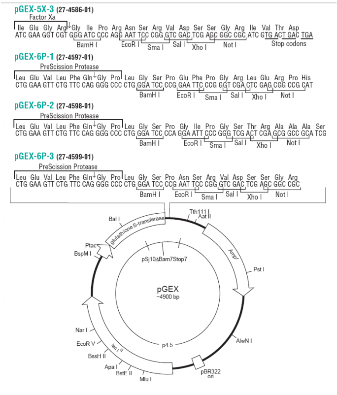 A) You have in mind a monkey DNA sequence (gene) that | Chegg.com