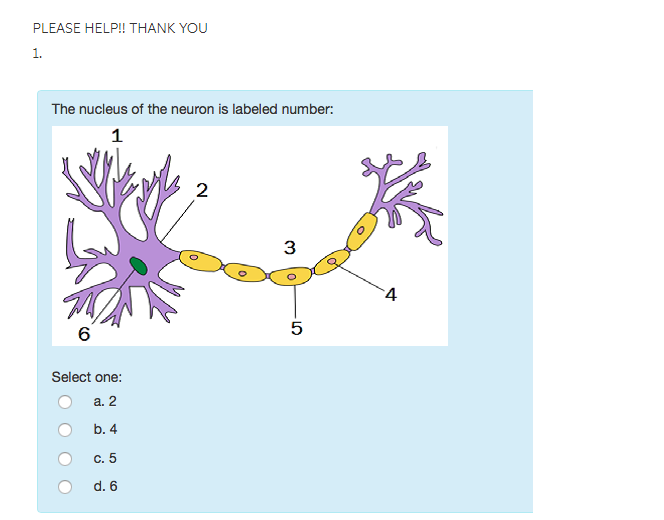 Solved PLEASE HELP!! THANK YOU 1. The nucleus of the neuron | Chegg.com