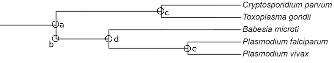 Solved This is a cladogram of some soil-dwelling bacteria. | Chegg.com