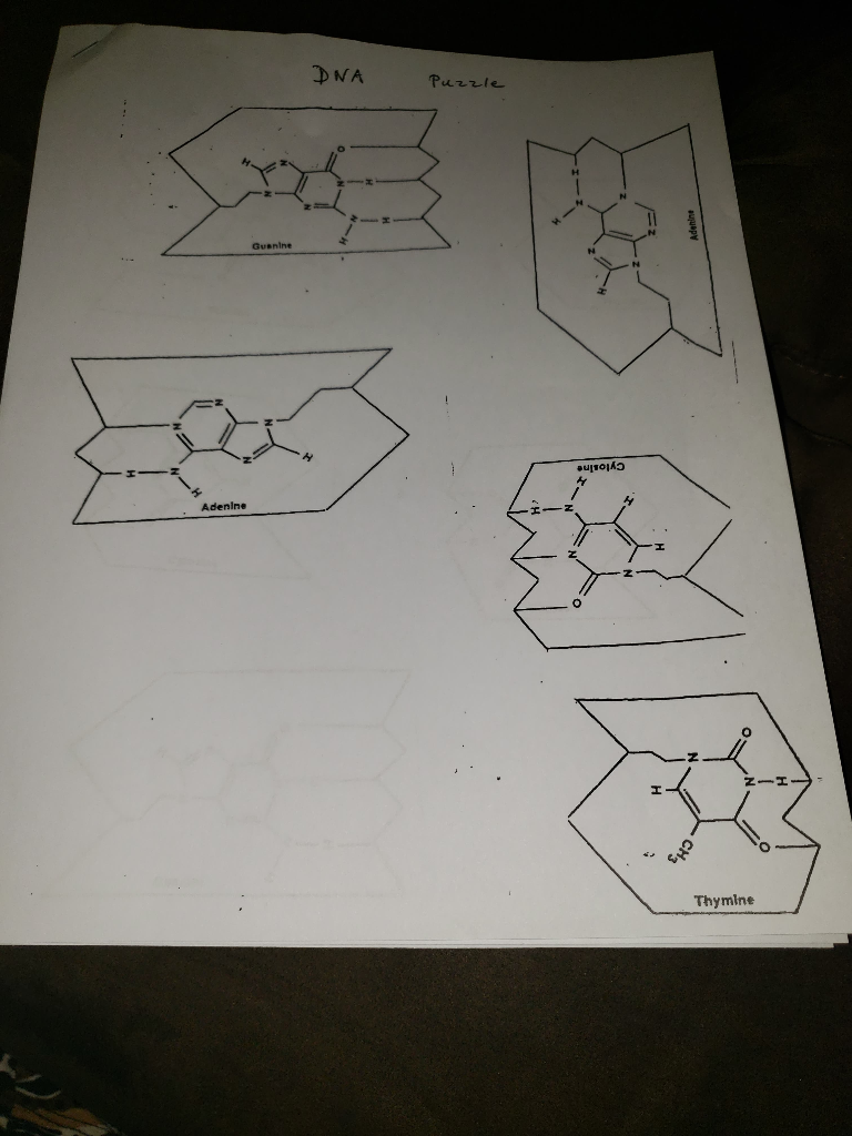 Solved Cut out the DNA puzzle pieces below and tape them | Chegg.com