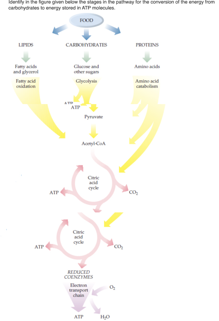 Solved Identify in the figure given below the stages in the | Chegg.com