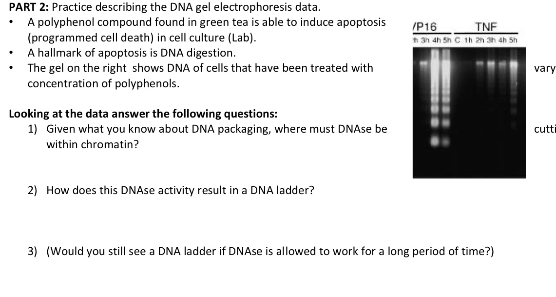Solved Part 2 Practice Describing The Dna Gel