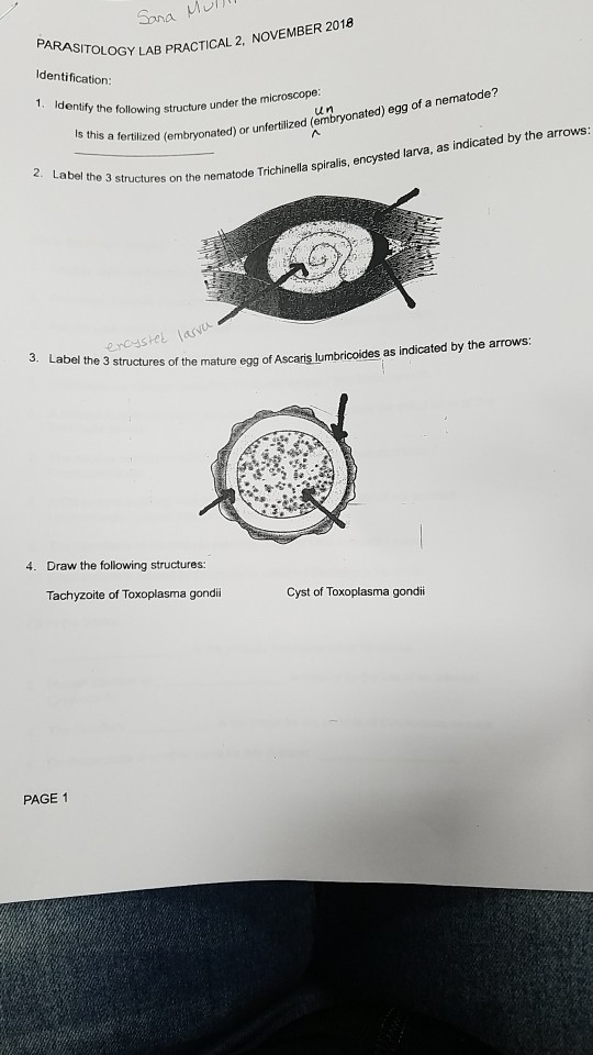 Solved Y LAB PRACTICAL 2, NOVEMBER 2018 1. Identify the e | Chegg.com