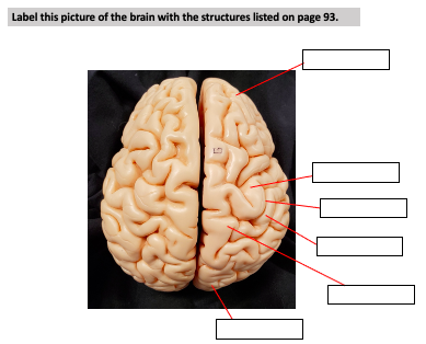 Solved Label this picture of the brain with the structures | Chegg.com