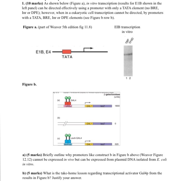 Solved As shown below (Figure a), in vitro transcription | Chegg.com