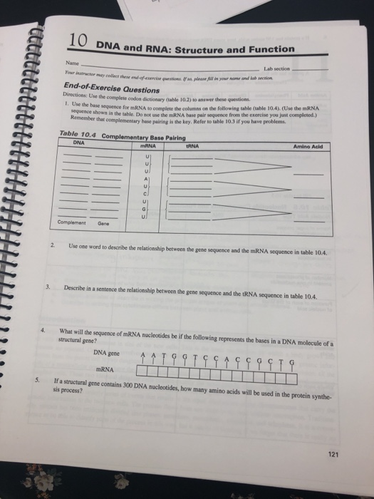 Solved 10 DN A and RNA: Structure and Function Name Lab | Chegg.com