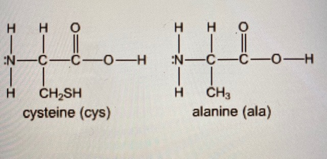 Solved A solution contains cysteine and alanine. What are | Chegg.com
