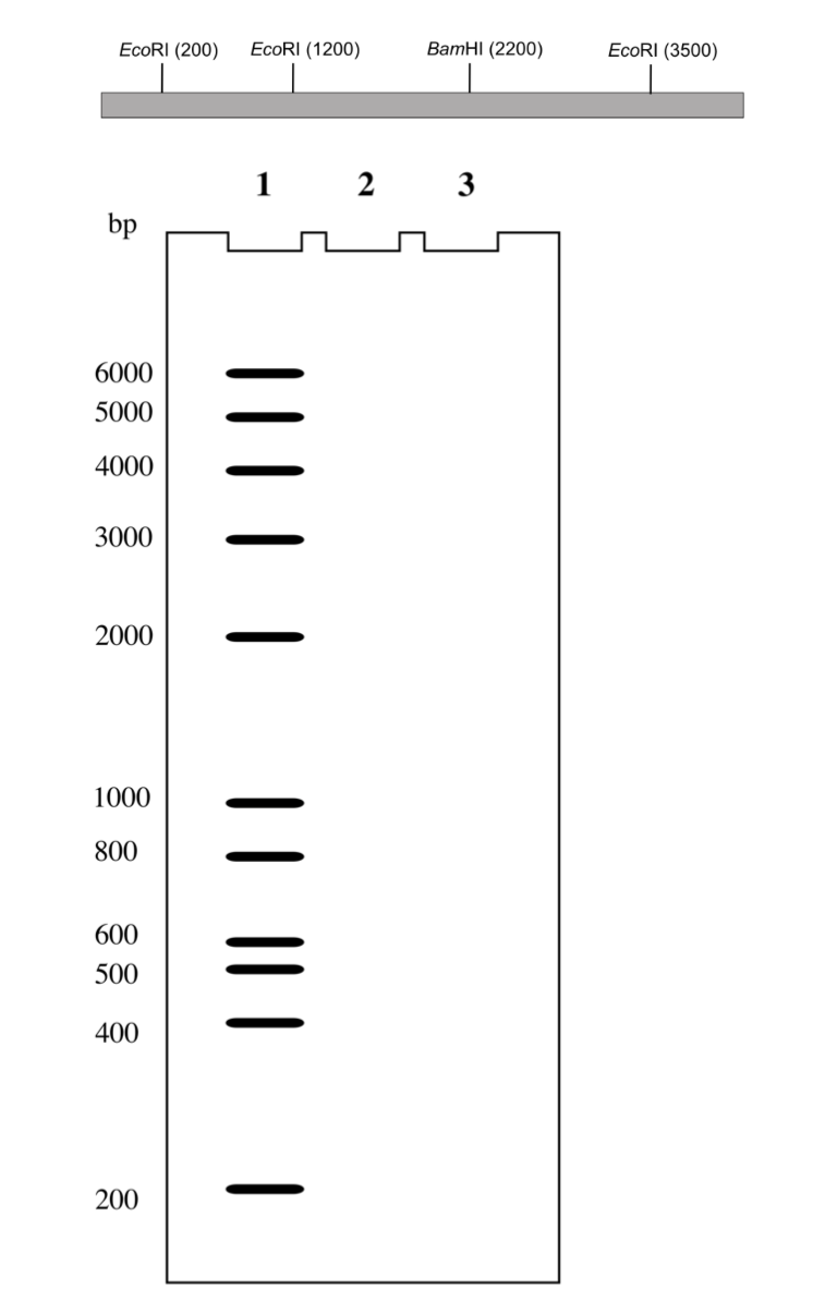 Solved total length = 4000 bp -Lane 2: DNA fragment cleaved | Chegg.com