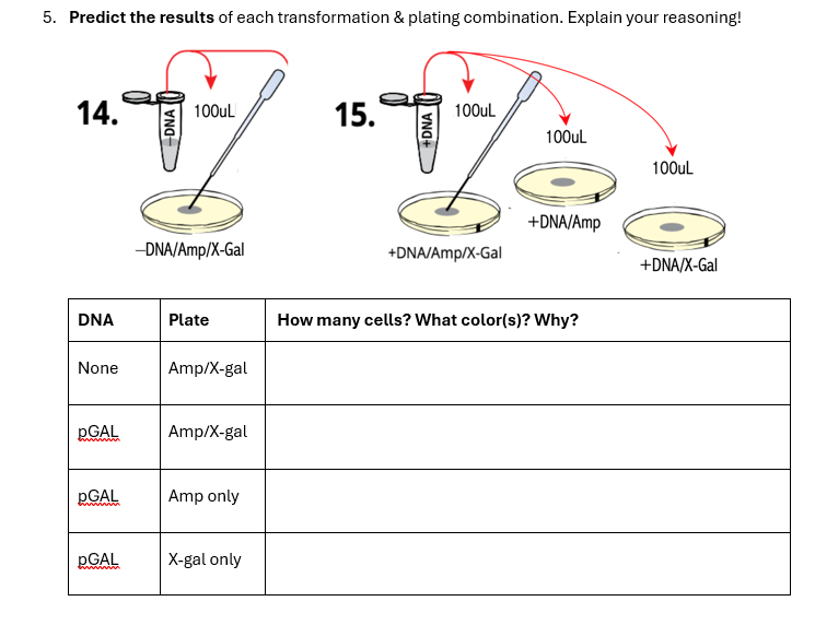 Solved 5. ﻿Predict the results of each transformation \& | Chegg.com