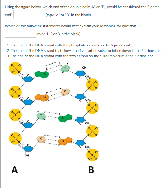 Solved Using the figure below, which end of the double | Chegg.com