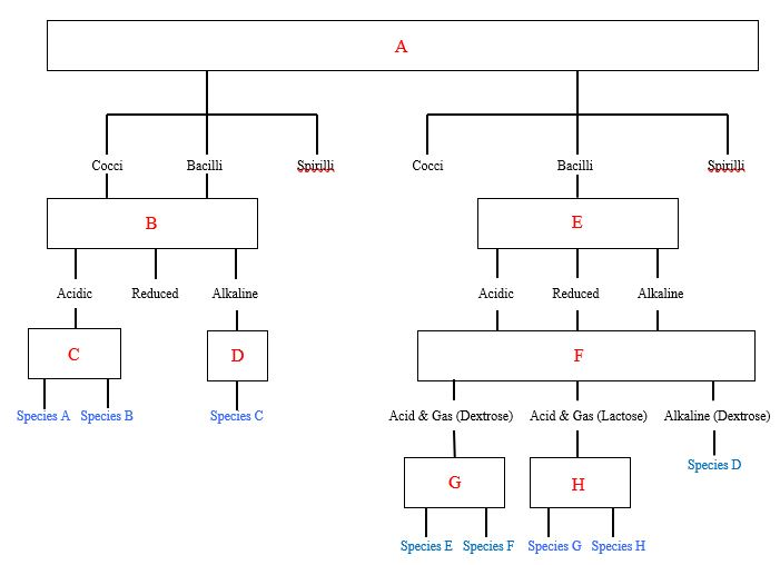 Solved Identification of an Unknown Bacterium Decision Chart | Chegg.com
