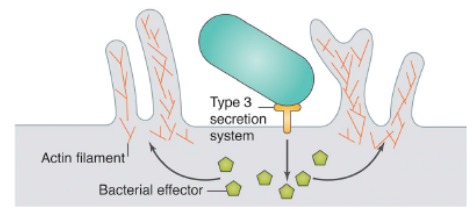Solved 1. explaine the method that bacterial effector | Chegg.com