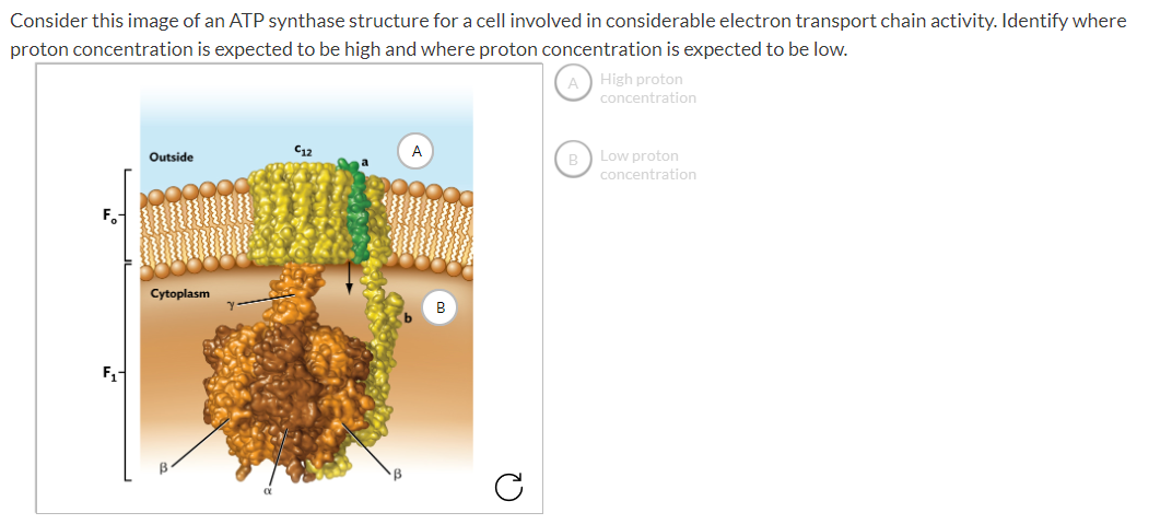 Solved Consider this image of an ATP synthase structure for | Chegg.com