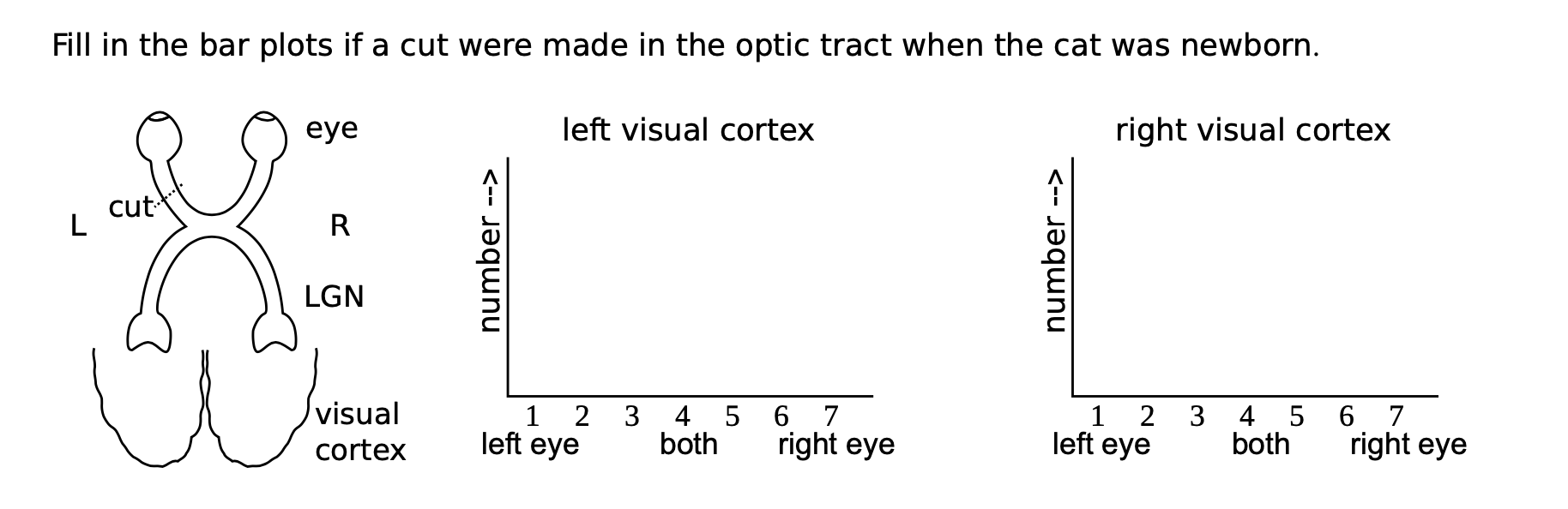 You examine neurons from layer 4 of the visual cortex | Chegg.com