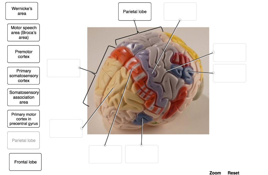 Anatomy Of Frontal Lobe Anatomical Charts And Posters