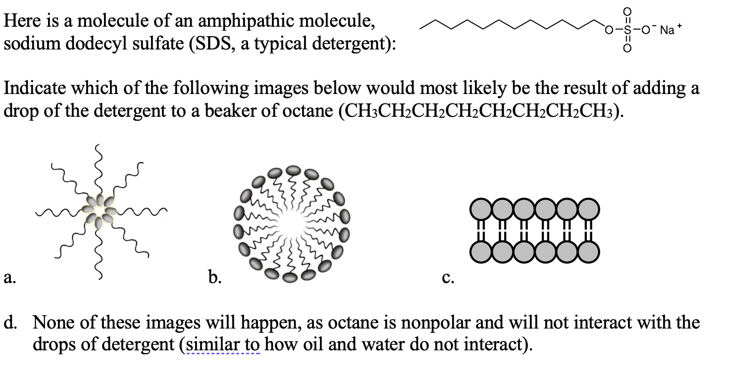 Solved Here is a molecule of an amphipathic molecule, sodium | Chegg.com