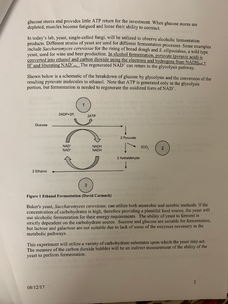 Bio 121 I want to write lab report for Yeast | Chegg.com