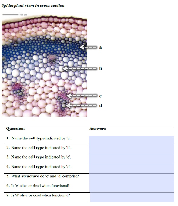 Solved Spiderplant stem in cross section Questions Answers | Chegg.com