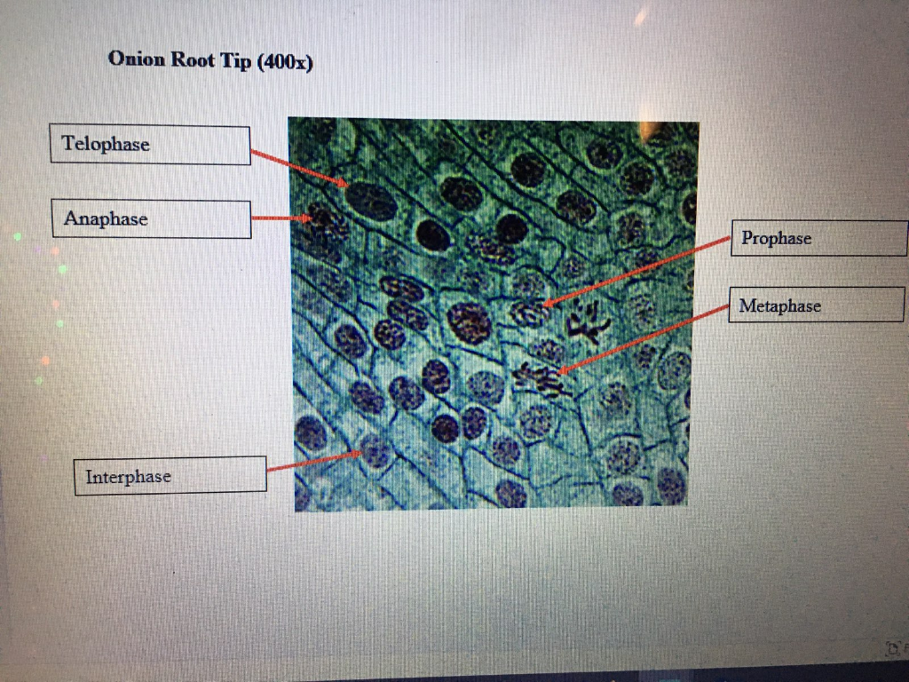 Solved Cell Division Worksheet 1 Help I Can t Get The Chegg