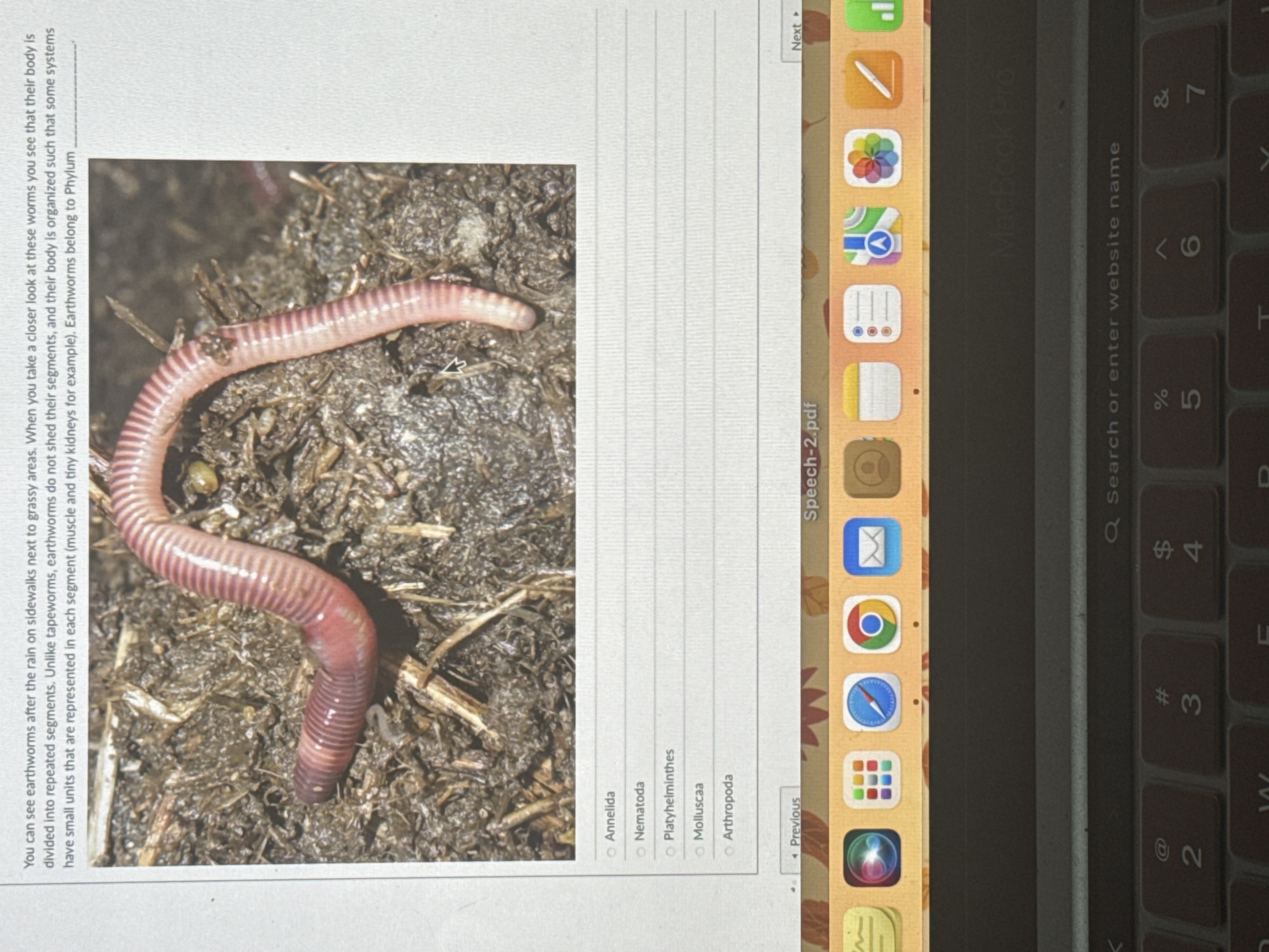 Solved You can see earthworms after the rain on sidewalks | Chegg.com