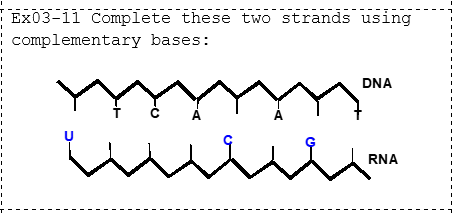Solved Ex03-11 Complete these two strands using | Chegg.com