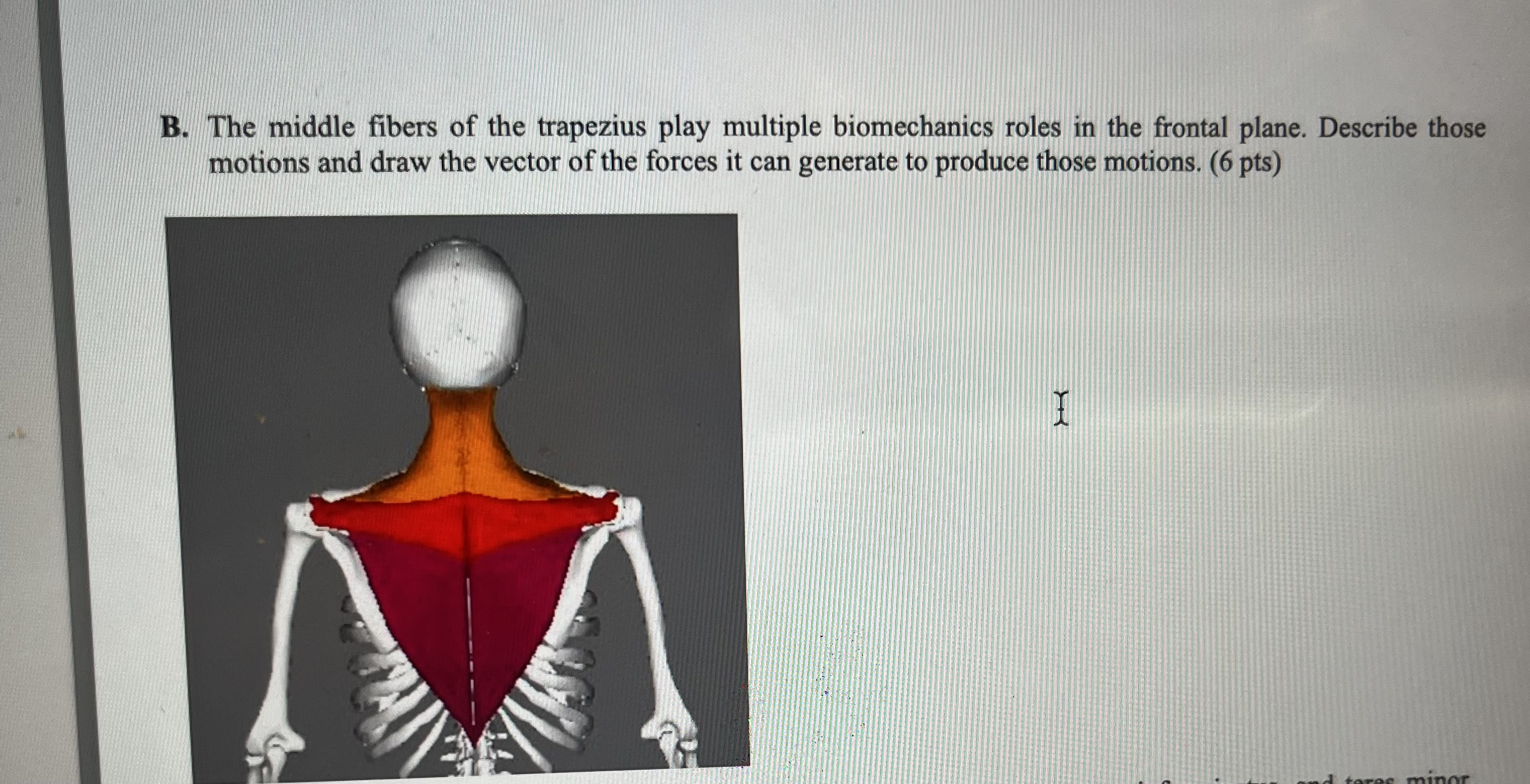Solved B. ﻿The middle fibers of the trapezius play multiple | Chegg.com