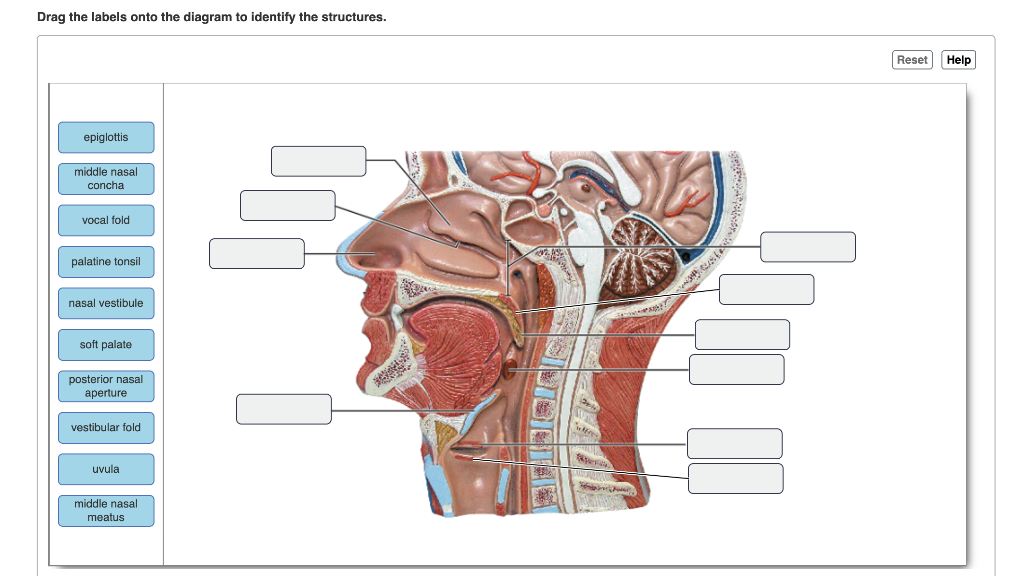 Solved Drag the labels onto the diagram to identify the | Chegg.com