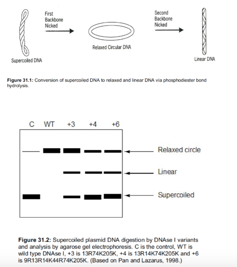 Solved Cystic Fibrosis, DNAseI and CFTR The enzyme | Chegg.com