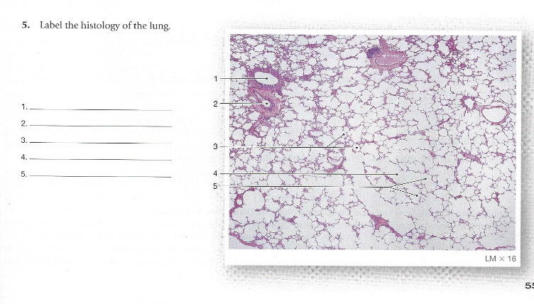 Lung Microscope Slide Labeled