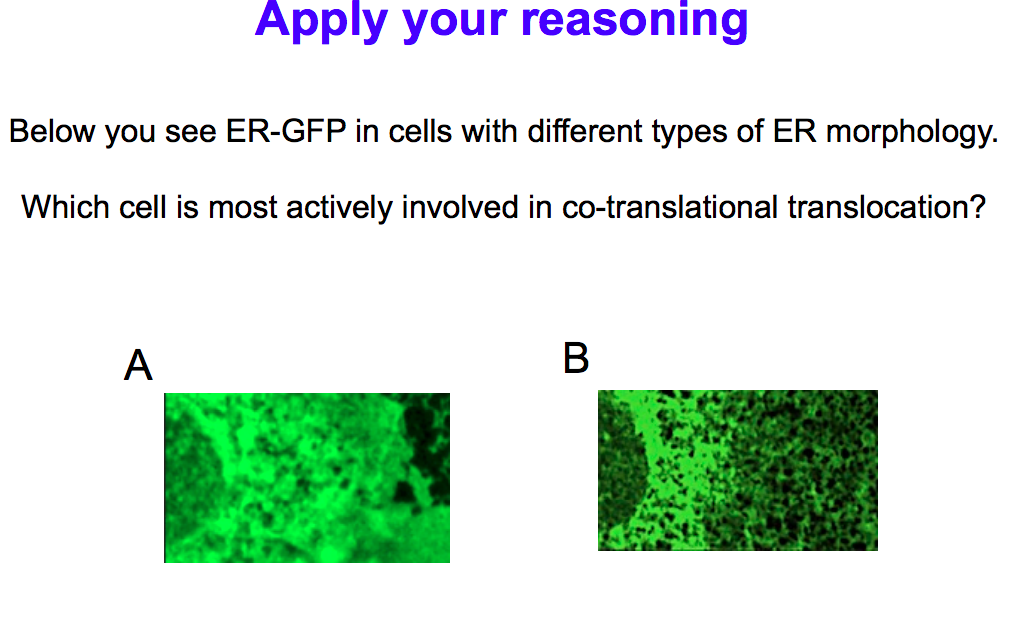Solved Apply your reasoning Below you see ER-GFP in cells | Chegg.com