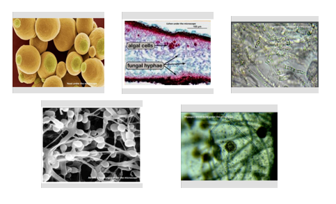 Solved Observe each sample. (*Take note that each sample is | Chegg.com