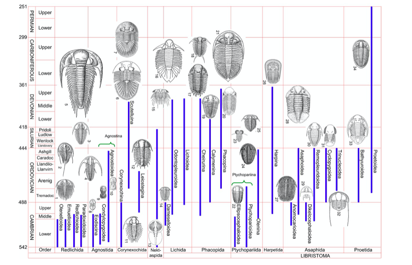 Solved The image below shows the origination and extinction | Chegg.com